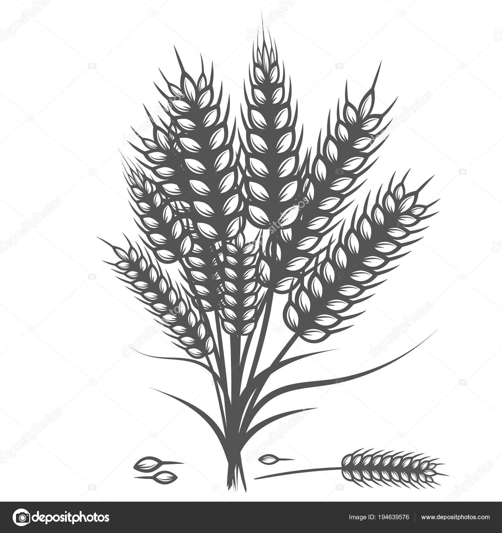 Wheat Plant Sketch