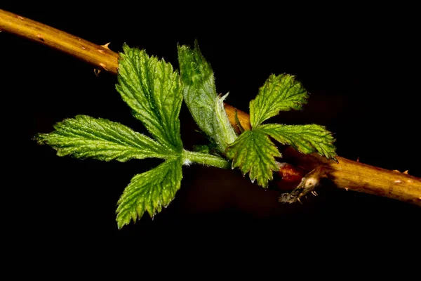 Raspberry plant Images - Search Images on Everypixel