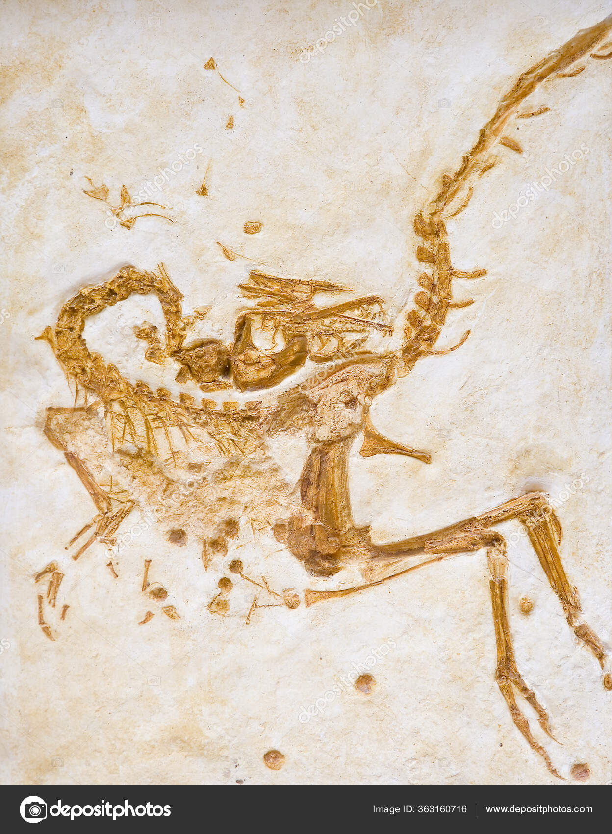 Compsognathus Fossil
