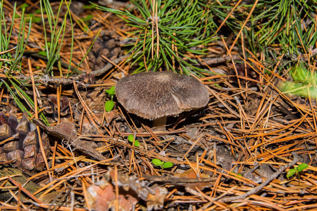 El hongo Tricholoma triste crece en un bosque de pinos. Primer plano de ...