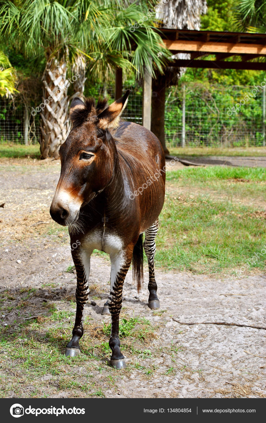Zonkey Zoo Welcomes The Birth Of A Rare Cross Between A