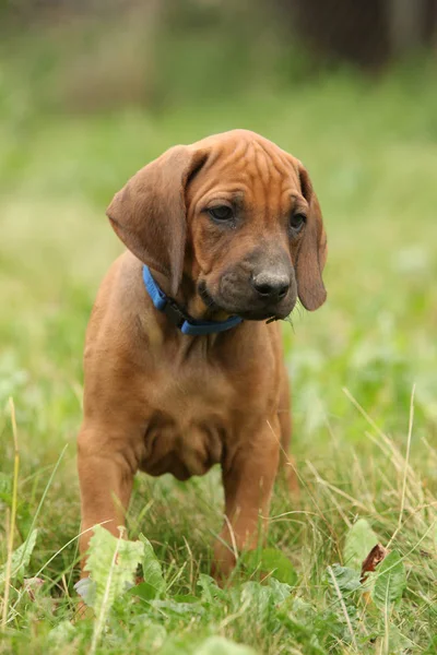 Cute little Rhodesian Ridgeback puppies — Stock Photo © AnkevanWyk #9859867