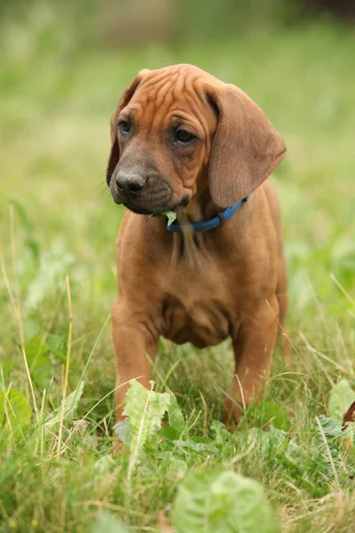 Playing Rhodesian Ridgeback puppies — Stock Photo © AnkevanWyk #10069259