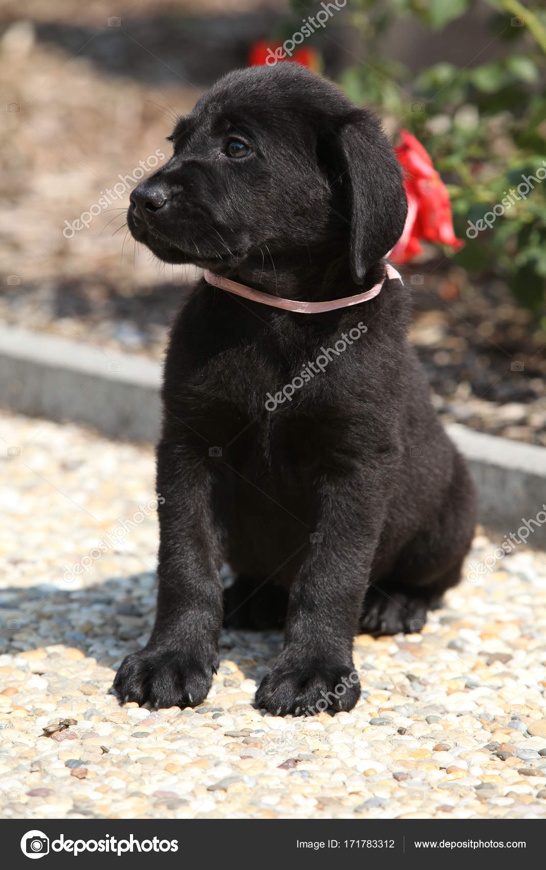 Amazing black labrador puppy — Stock Photo © Zuzule #171783312 Amazing black labrador puppy — Stock Photo © Zuzule #171783312