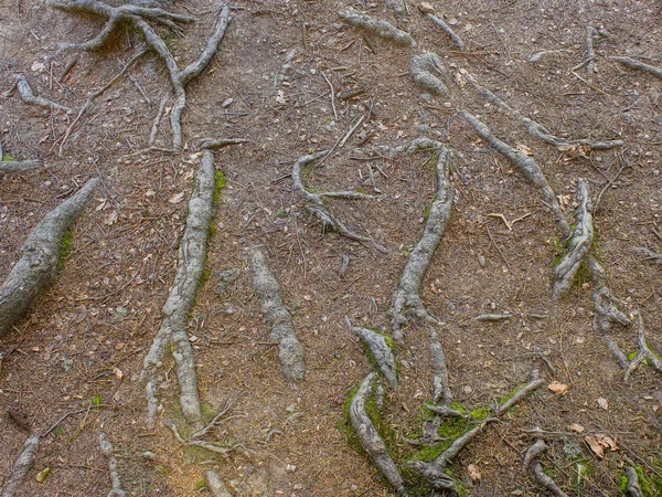 Gray tree roots Stock Photos, Royalty Free Gray tree roots Images ...