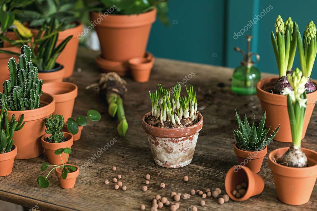 Mujer jardinero est transplantando hermosas plantas, cactus, suculentas ...