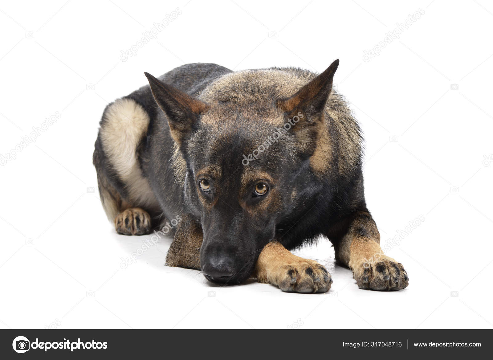 Sad German Shepherd