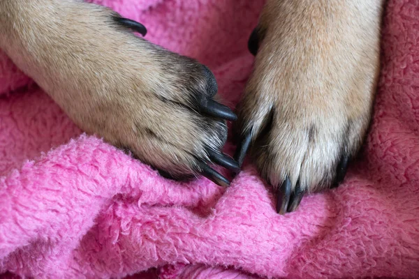 Pink Dog Paw
