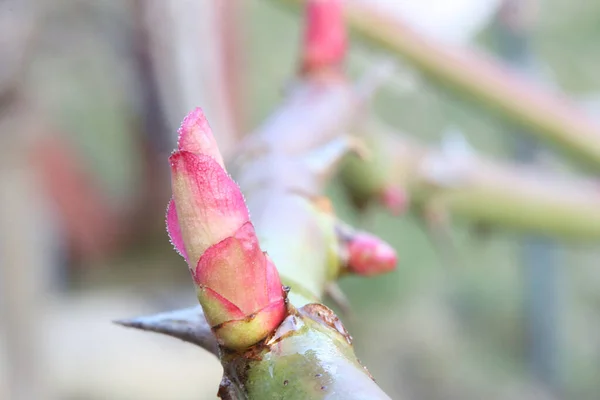 Red shoot of climbing rose on a green branch with sharp spikes - Stock ...
