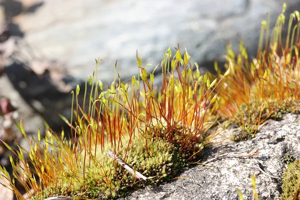 石を地衣します。 Stock Photos, Royalty Free 石を地衣します。 Images | Depositphotos