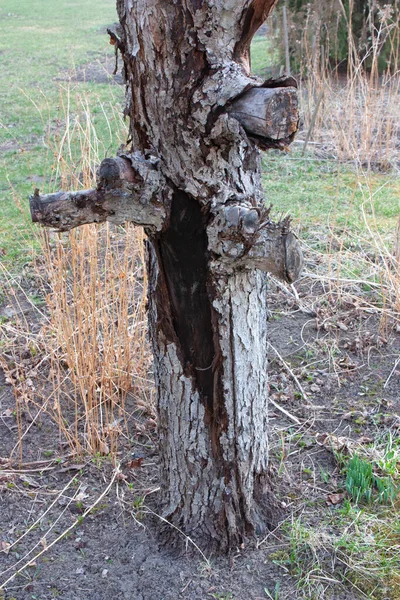 Tree disease Stock Photos, Royalty Free Tree disease Images | Depositphotos