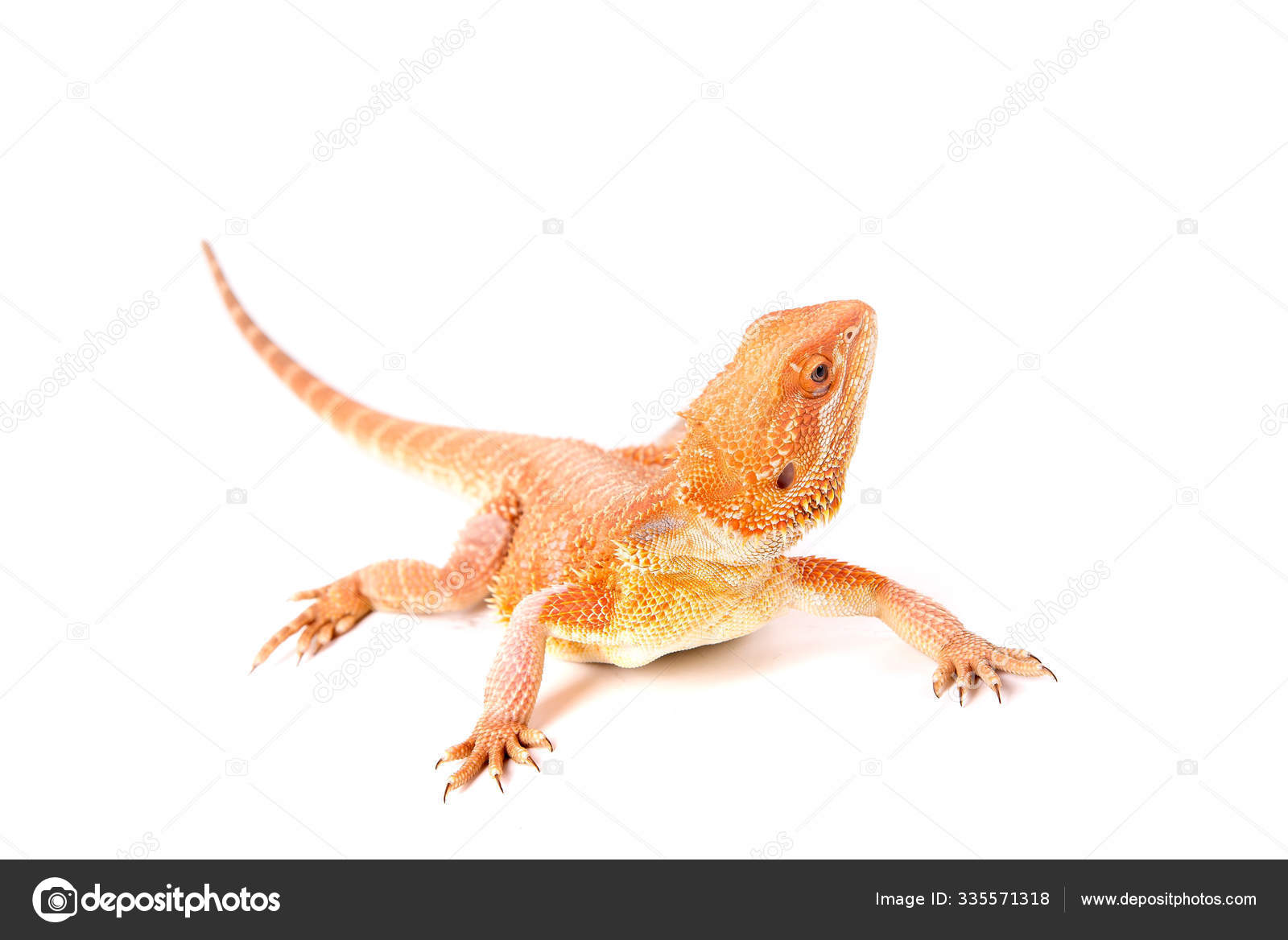 Reptile — Stock Photo © verkoka #335571318