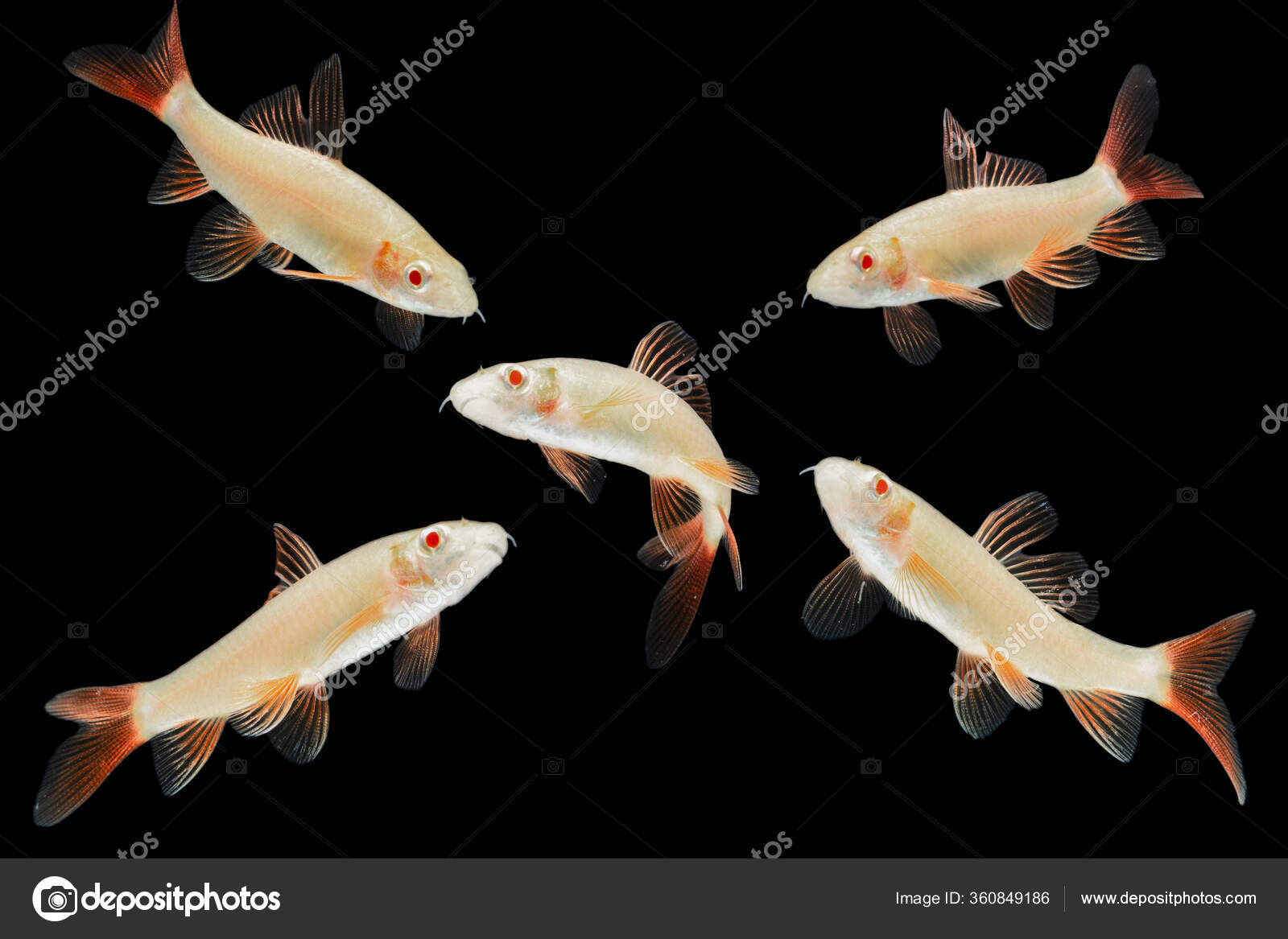 Albino Red Fin Shark Albino Rainbow Sharkminnow Epalzeorhynchos ...