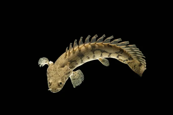 Polypterus endlicheri Pictures, Polypterus endlicheri Stock Photos ...