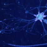 Neuronet Stock Photo by ©whitehoune 24598607