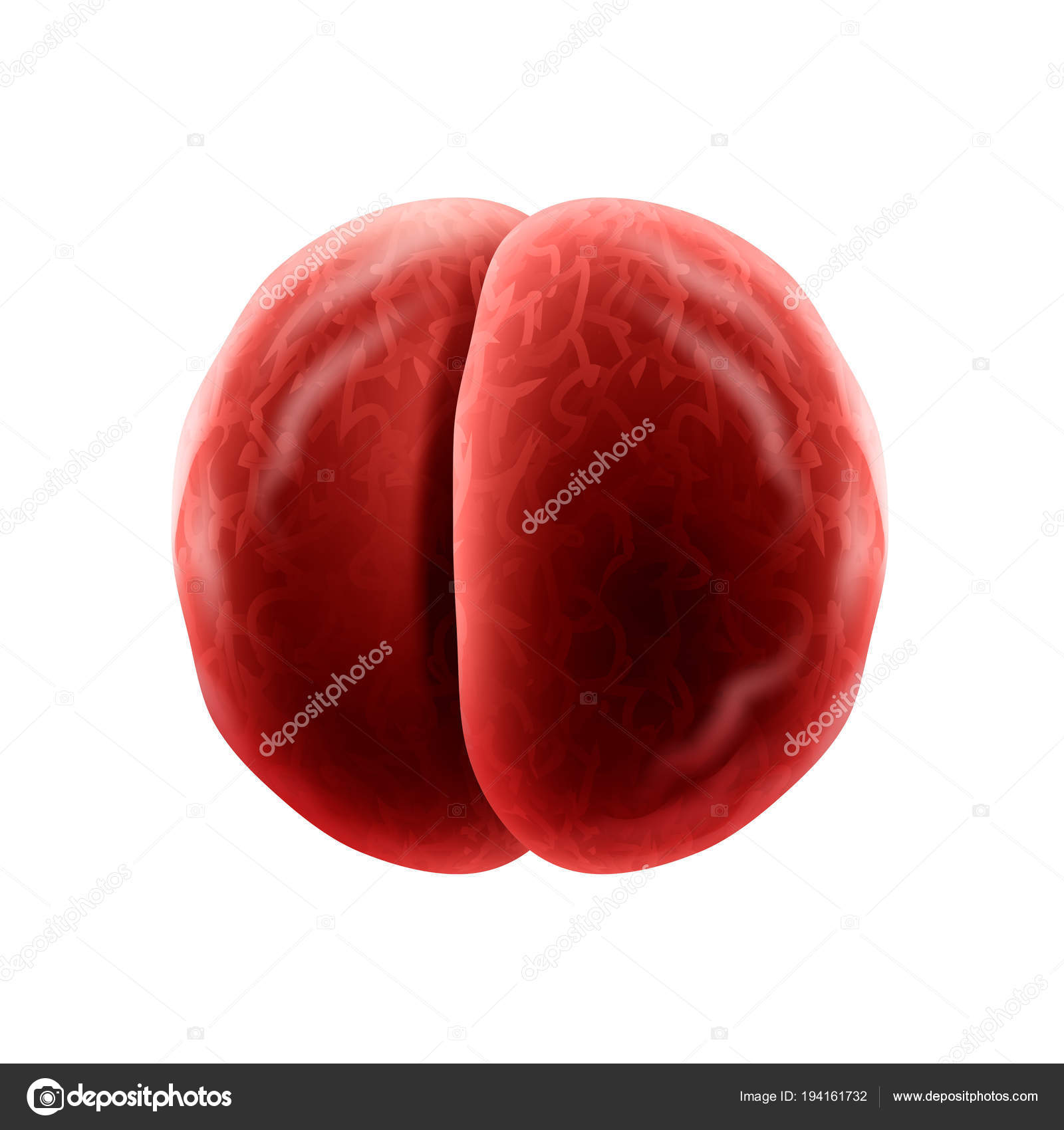 Célula bacteriana de diplococos Vector de stock por ©Zonda 194161732