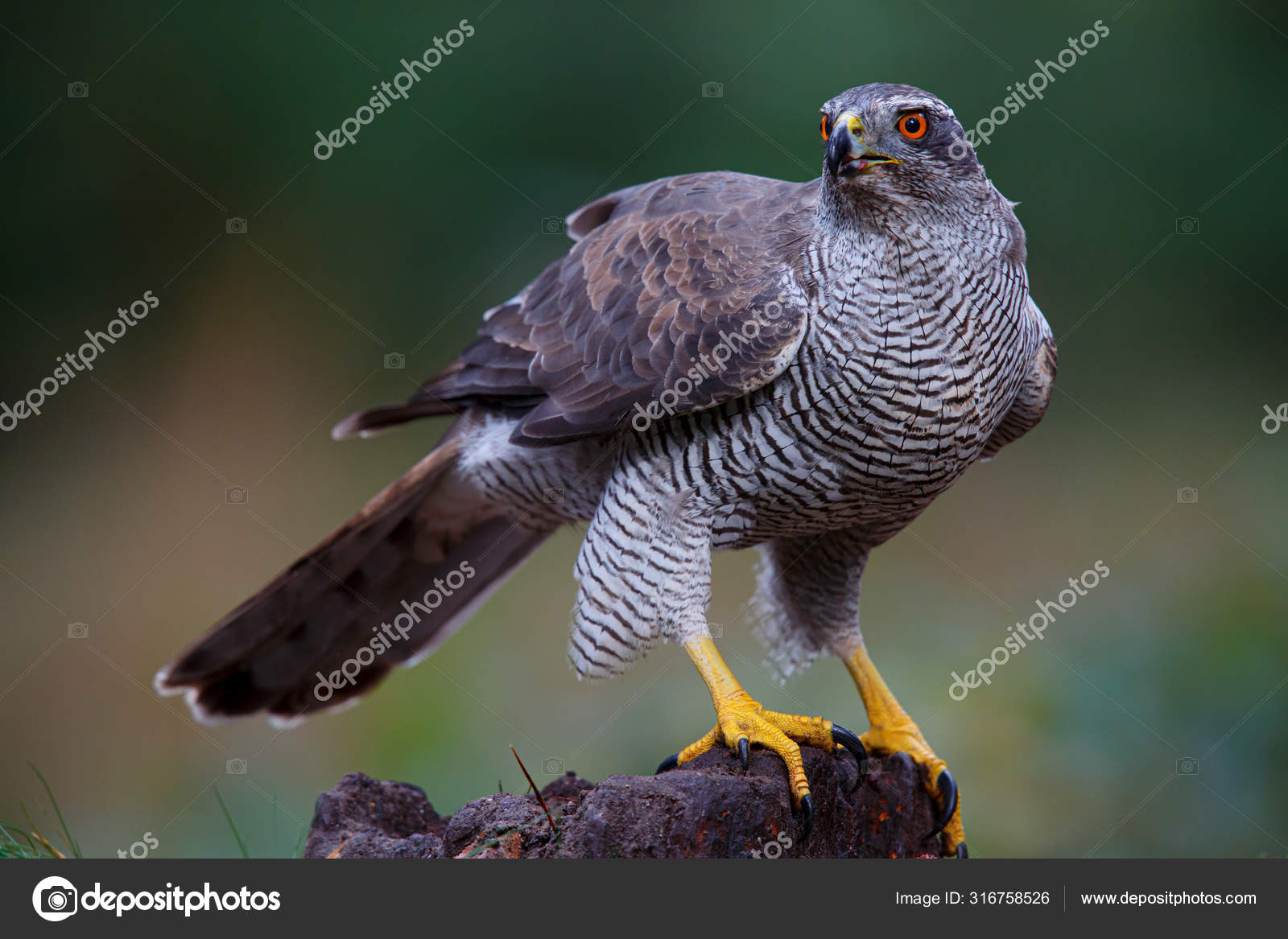 Juvenile Goshawk