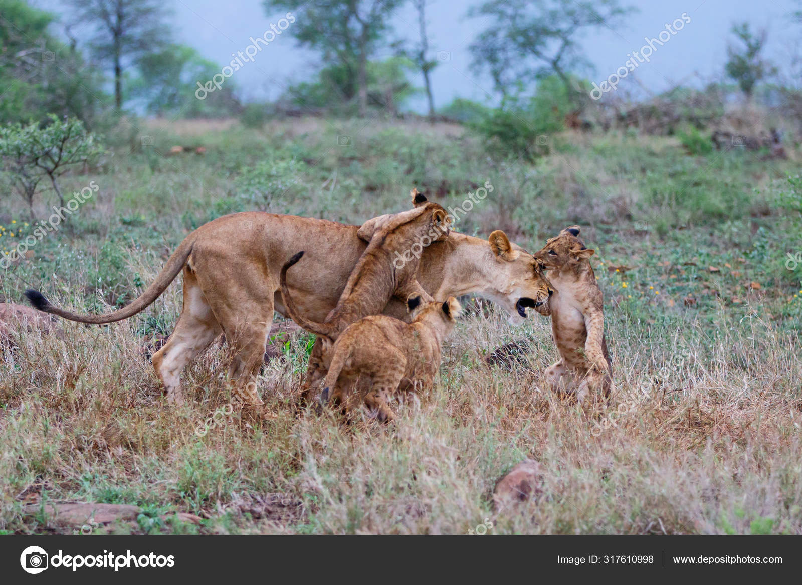 Lion Female Cub Playing Rainy Morning Zimanga Game Reserve Kwa — Stock ...