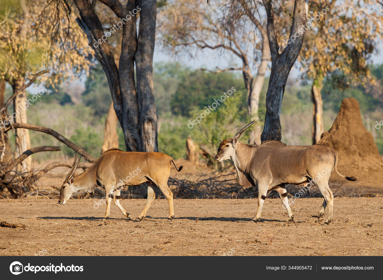 Common Eland Bull Walking Female Trying His Luck Mating Mana Stock ...