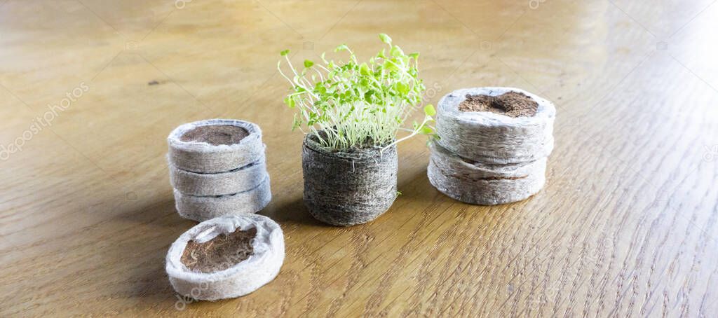 Comprimidos de coco y turba prensados. Cultivo de plántulas en una ...