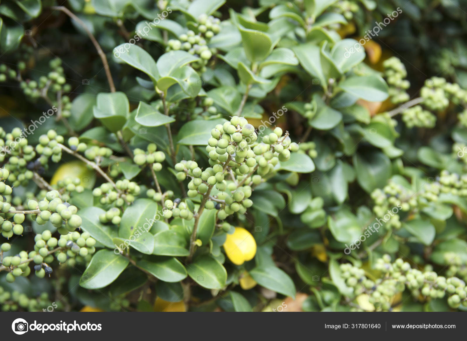 Commiphora wightii, with common names Indian bdellium-tree or Mukul ...