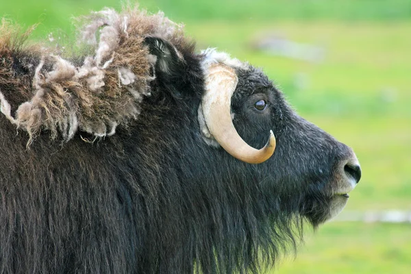 ᐈ Musk ox stock photos, Royalty Free musk ox images | download on ...