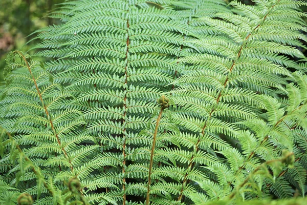 Silver fern leaves - Stock Image - Everypixel