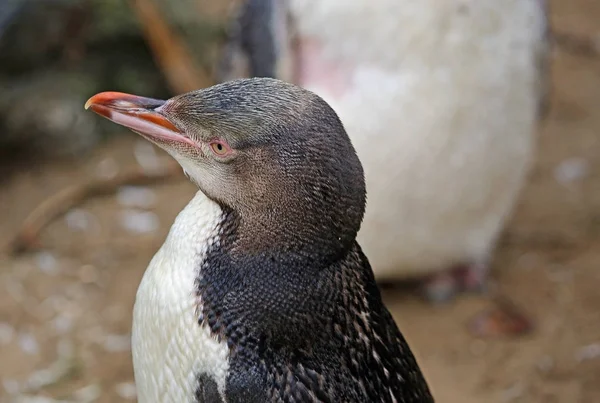 Patagonian penguin Stock Photos, Royalty Free Patagonian penguin Images ...