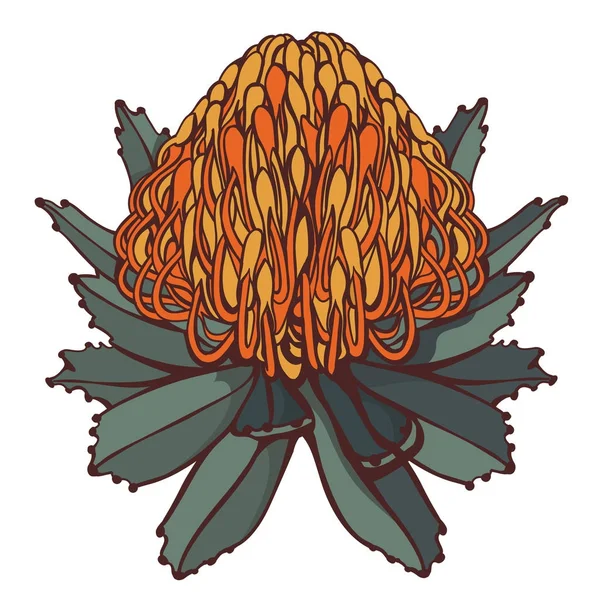 9,813,479 Australian native flowers Vector Images | Depositphotos