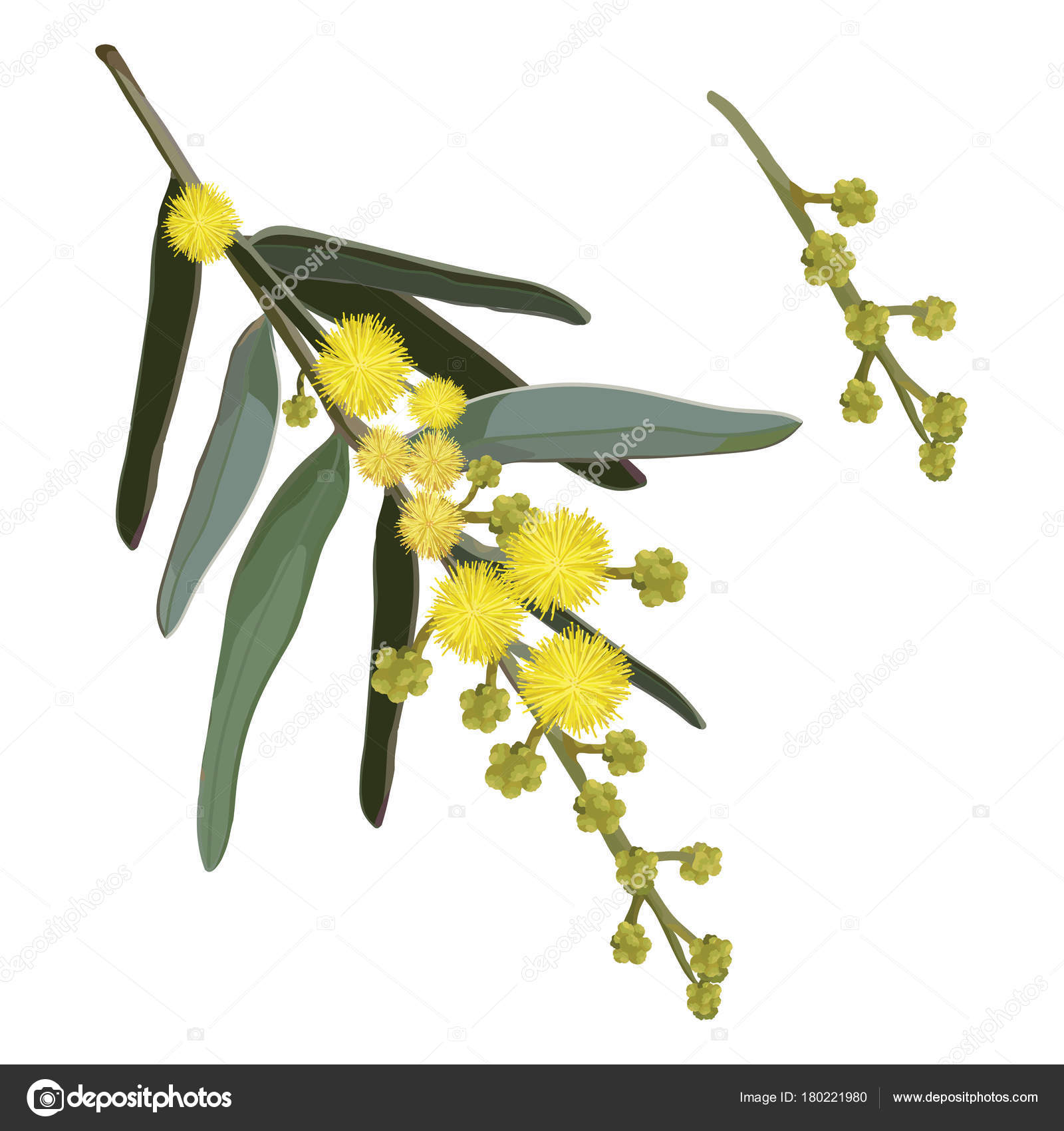 Natural Yellow Wattle Tree Stock Vector by ©Sketchdesigns 180221980
