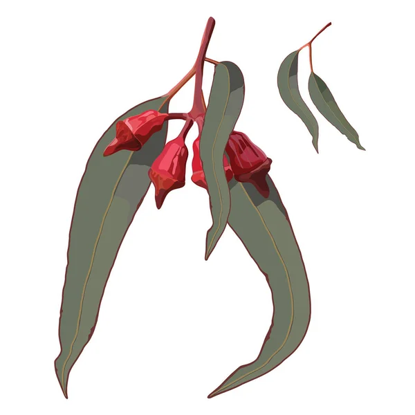 ᐈ Gum leaves drawing stock drawings, Royalty Free gum nuts vectors ...