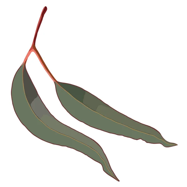 ᐈ Gum leaves drawing stock drawings, Royalty Free gum nuts vectors ...
