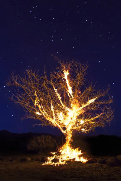 Burning Tree — Stock Photo © curaphotography #8499988