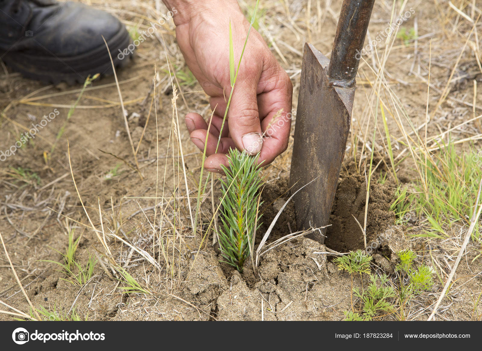 The forester grows a tree. Farmers are planting trees. Stock Photo by ...