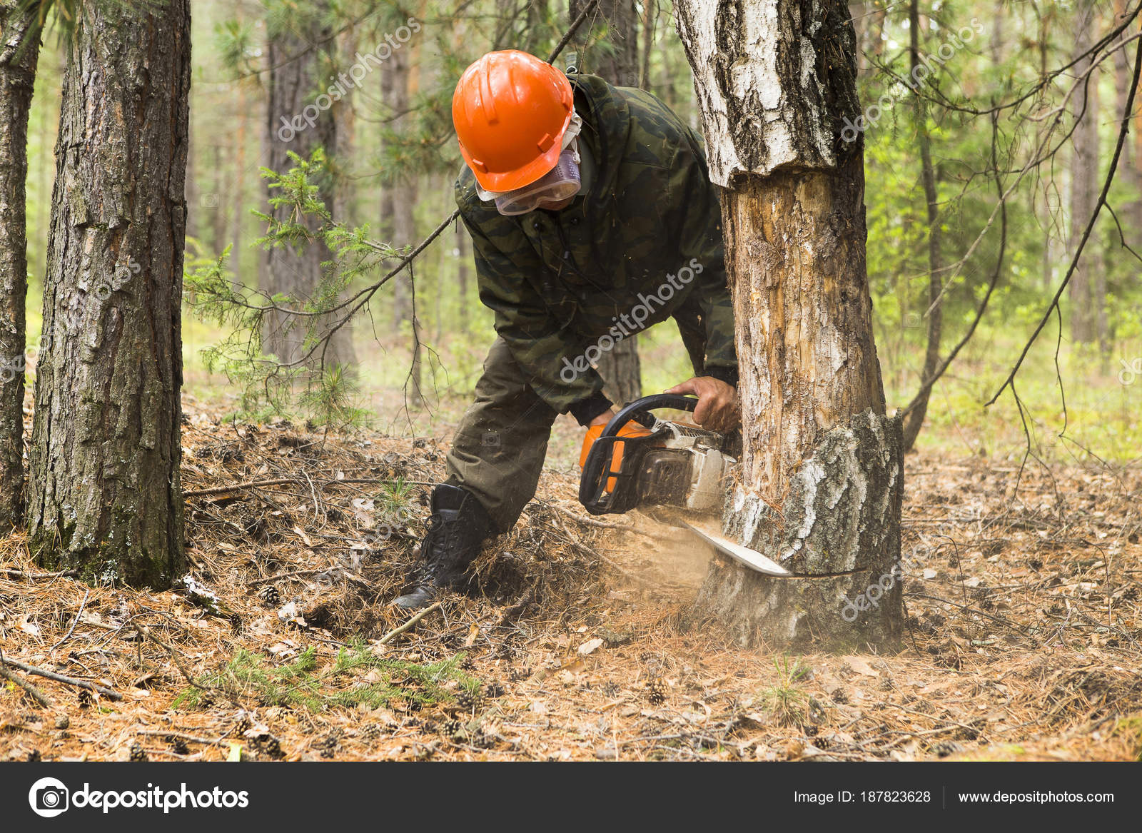 Forest inspectors work in the forest. Stock Photo by ©sdigitall 187823628