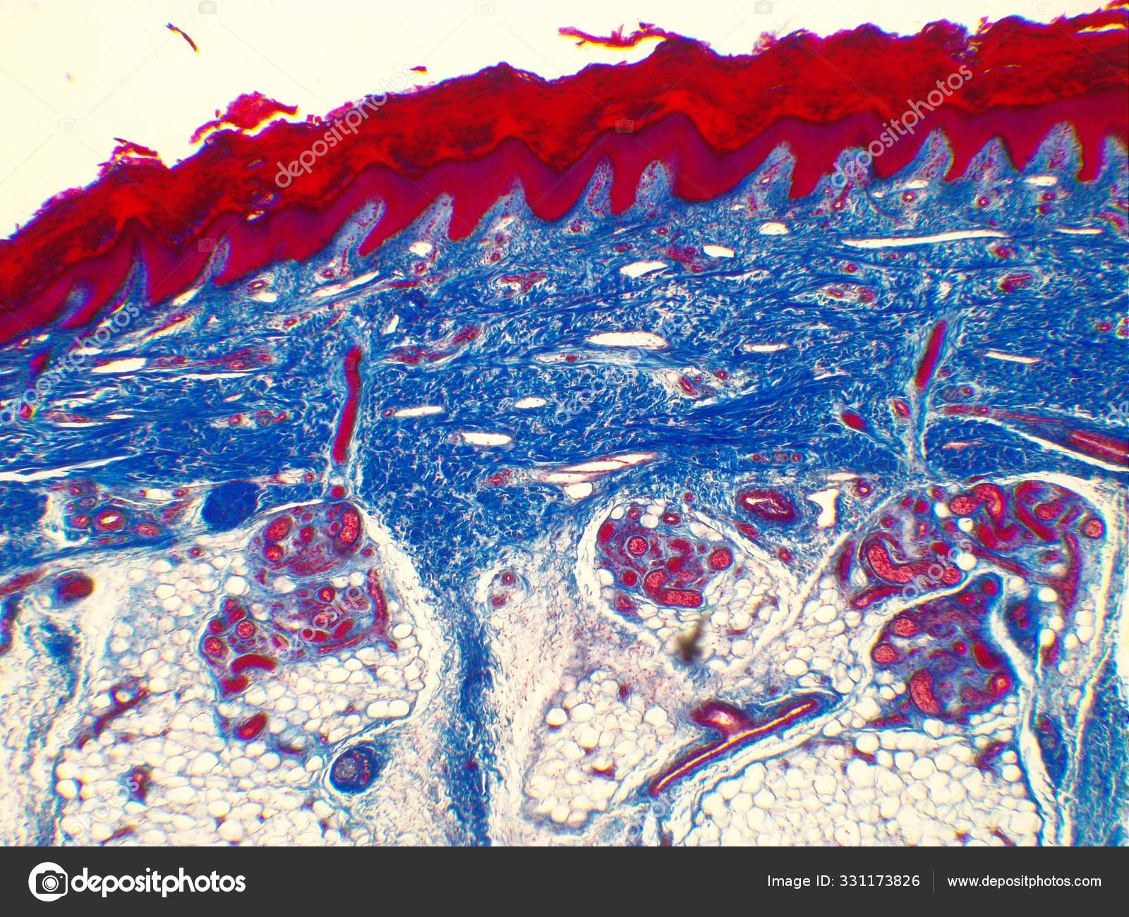 Microscopic image of human skin. (40x magnification) Stock Photo by ...