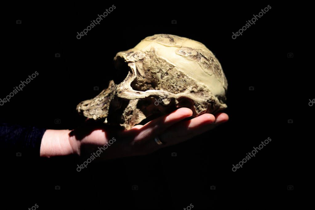 Modelo de cráneo antepasado humano (Australopithecus africanus) en una ...