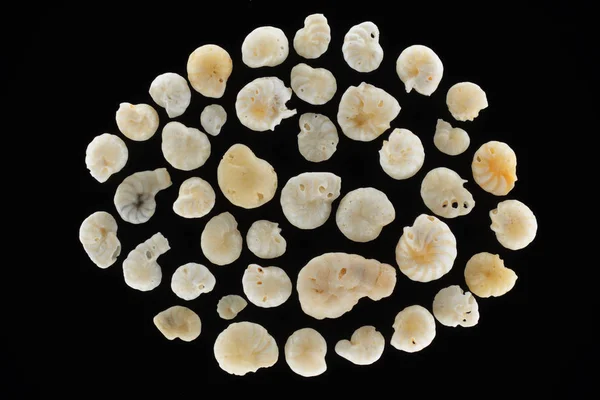 Foraminifera Stock Photos, Royalty Free Foraminifera Images | Depositphotos