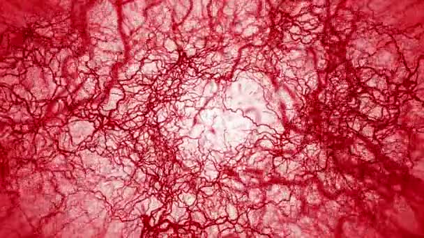 Loop Animation Human Blood Vessel Red Capillaries Eye Blood Red — Stock ...