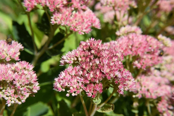Pink alfalfa Stock Photos, Royalty Free Pink alfalfa Images | Depositphotos