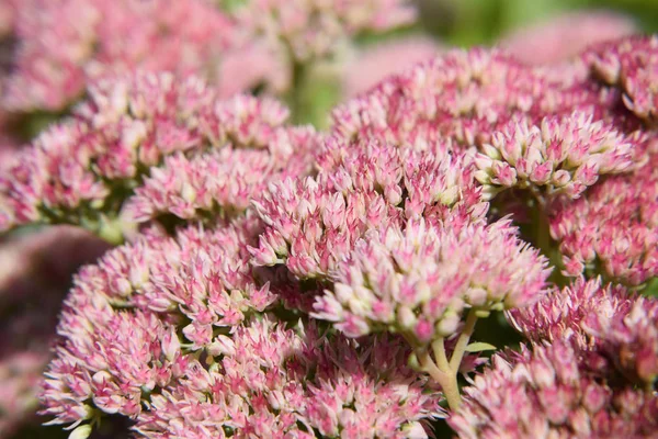 Pink alfalfa Stock Photos, Royalty Free Pink alfalfa Images | Depositphotos