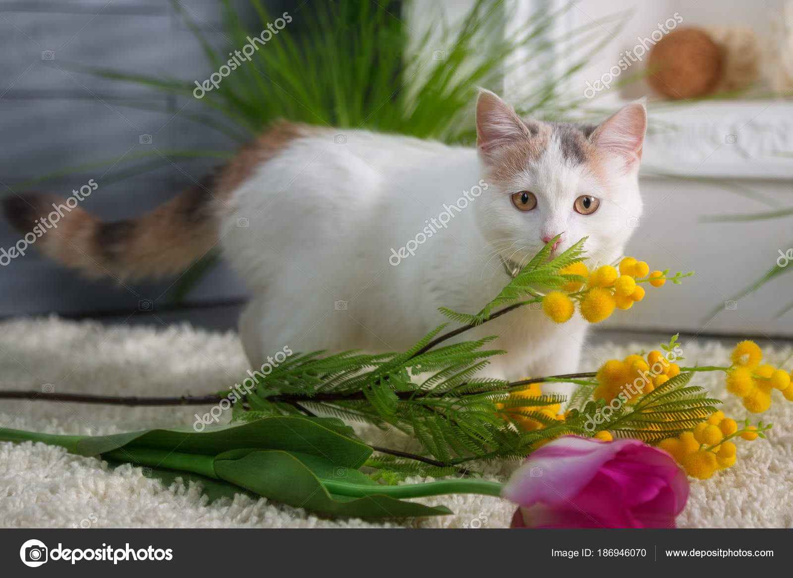Spring Kitten Pictures : Spring Kitten Shared By Shorena Ratiani On We ...