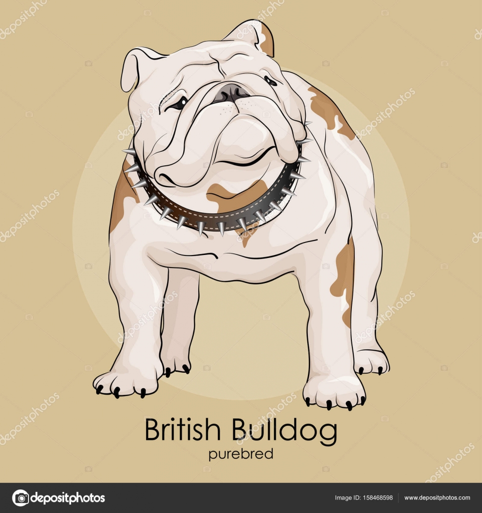 Dog breed bulldog is standing on a beige background Stock Vector by ...
