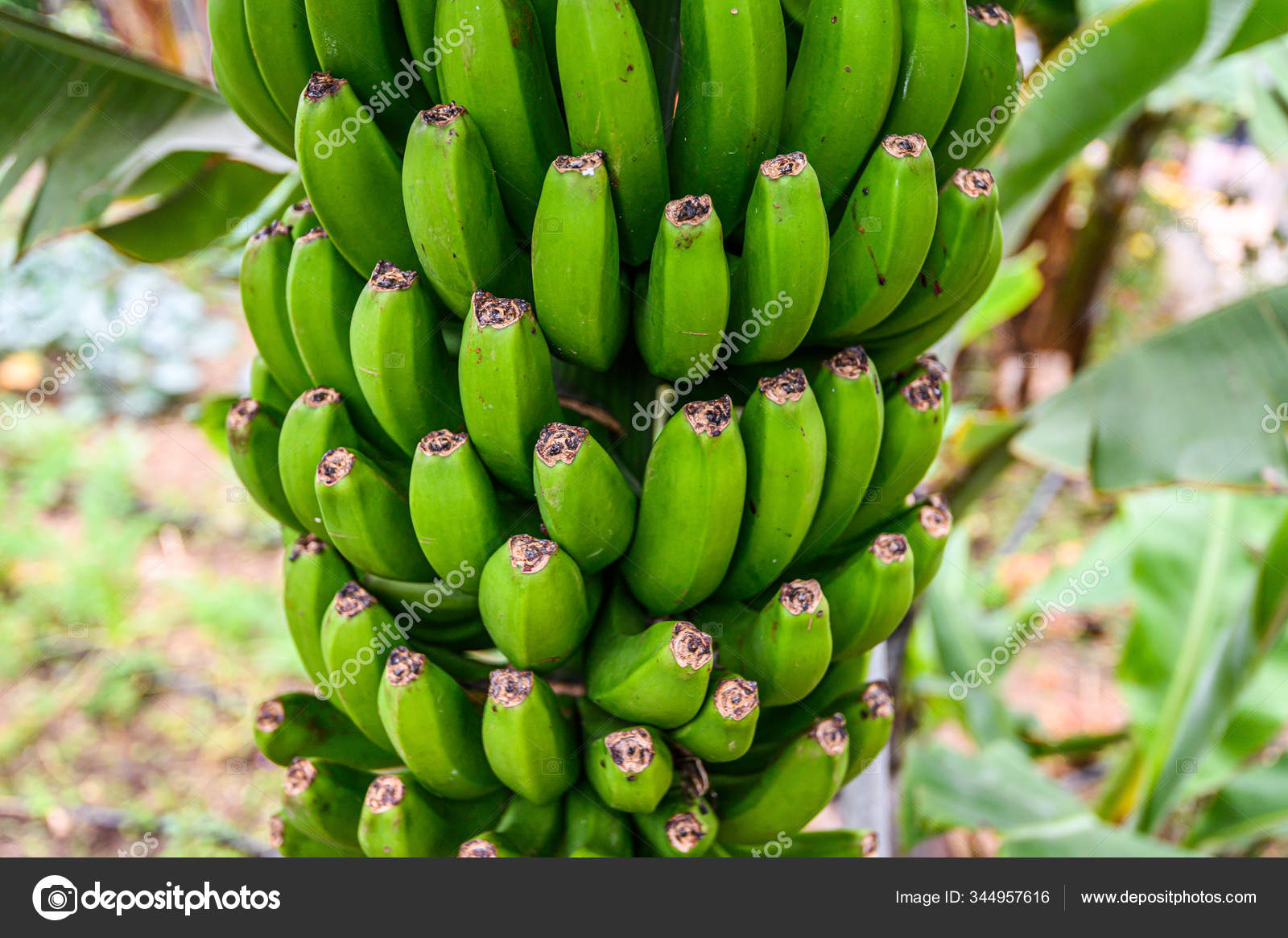 Banan Palm Tree