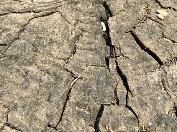 Background and texture of the tree, photo on mobile. A close-up ...