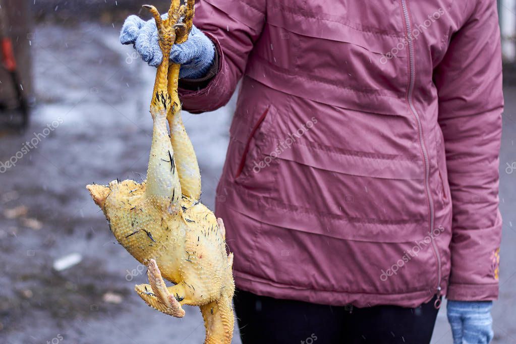 Un hombre tiene un pollo muerto en la mano. granjero, aldea, chef ...