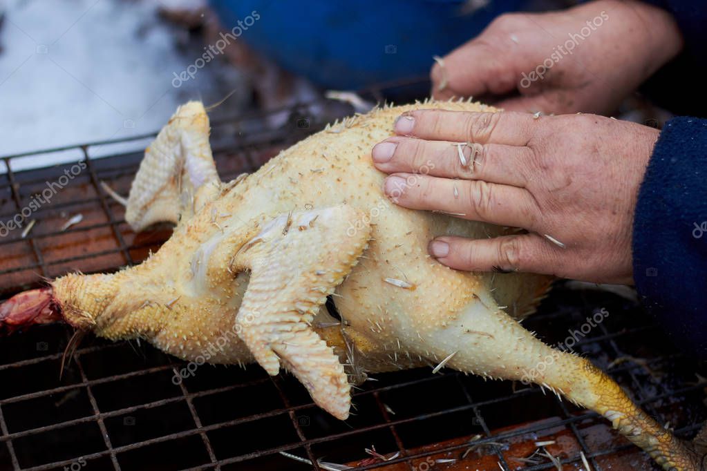 Pollo muerto en la mesa. Un granjero está pastando un pollo con tus ...