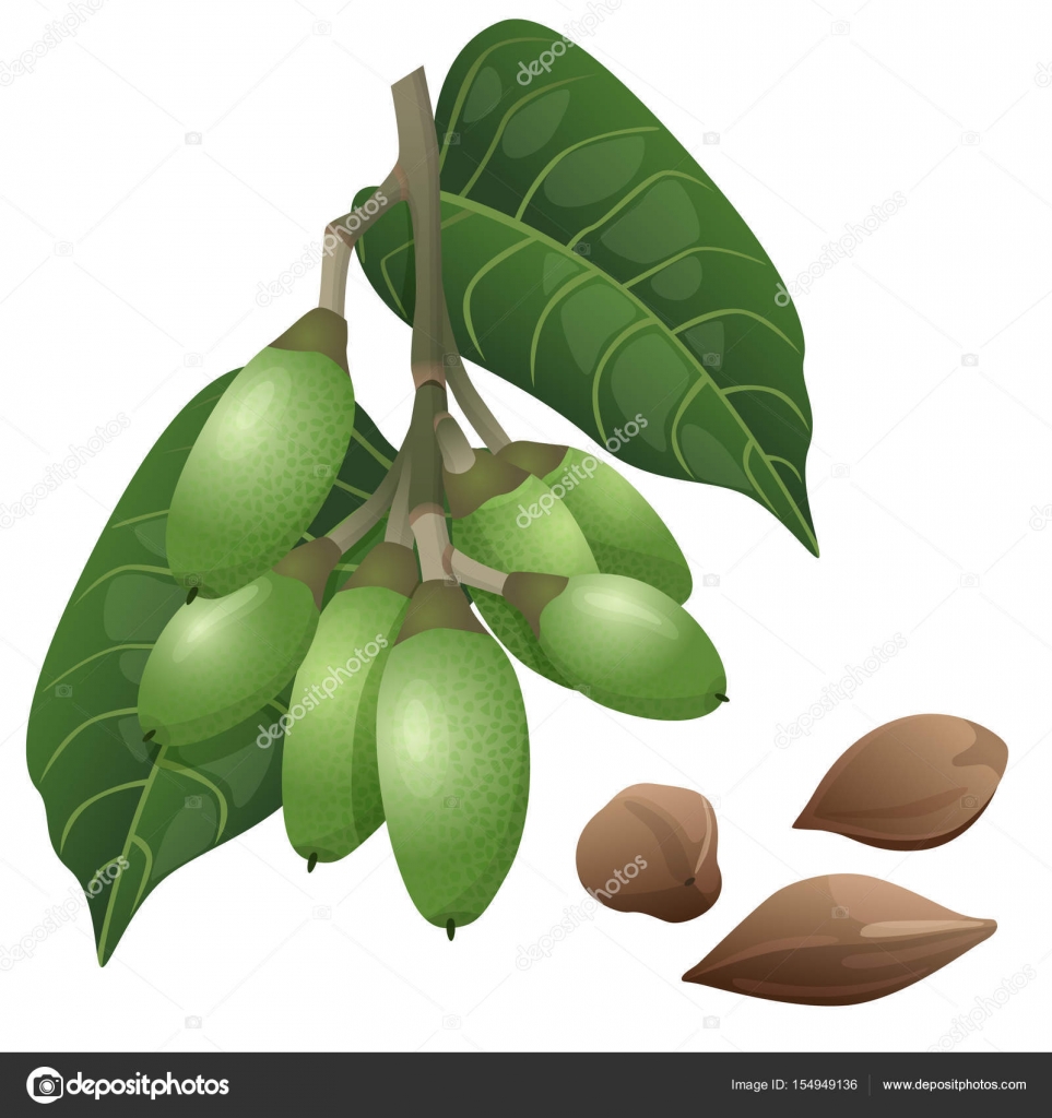 Pili nut plant and nuts Stock Vector Image by ©Ksena-Shu #154949136