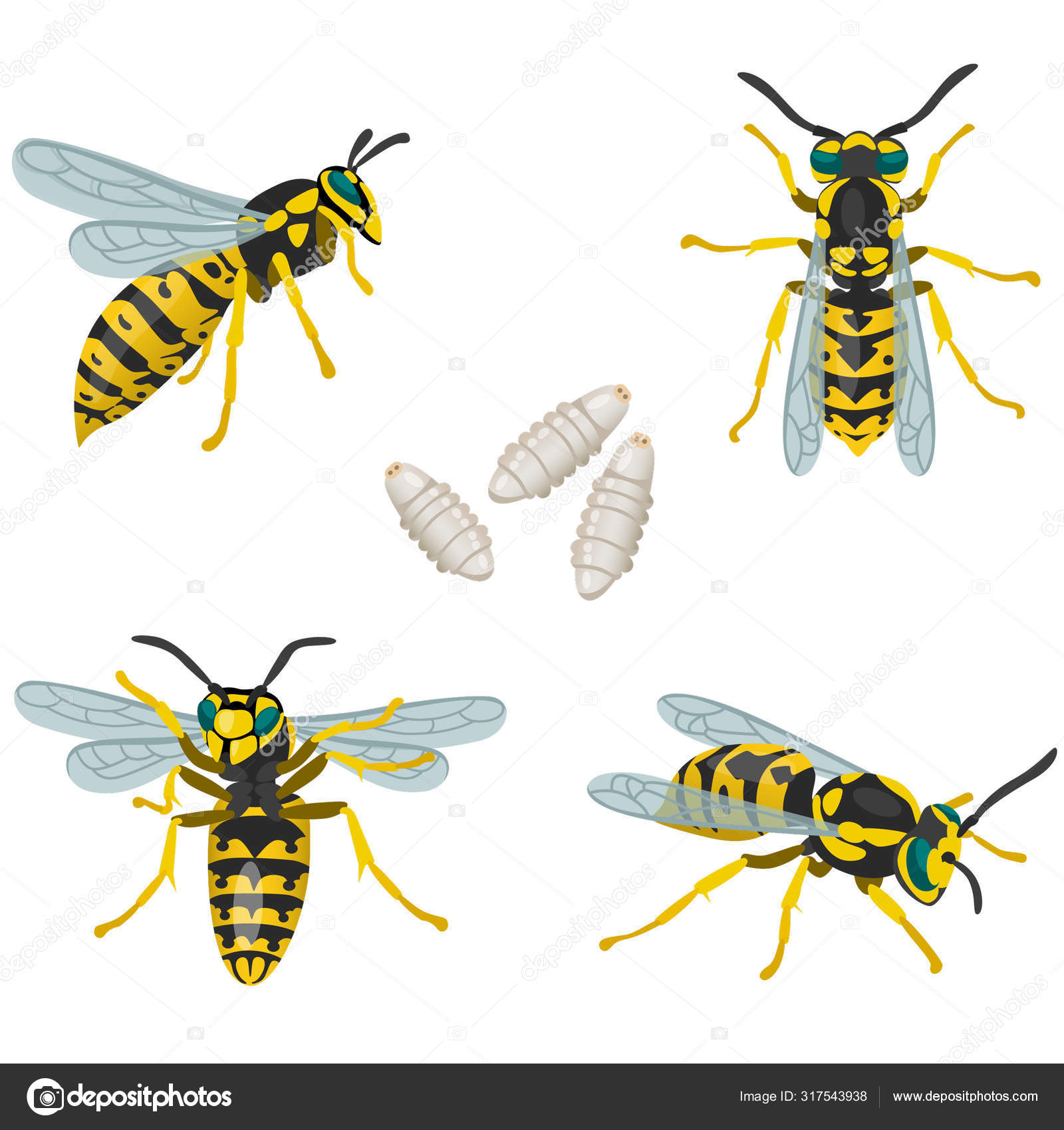 Cuatro Poses Insecto Avispa Sus Larvas Vector de stock #317543938 de ...