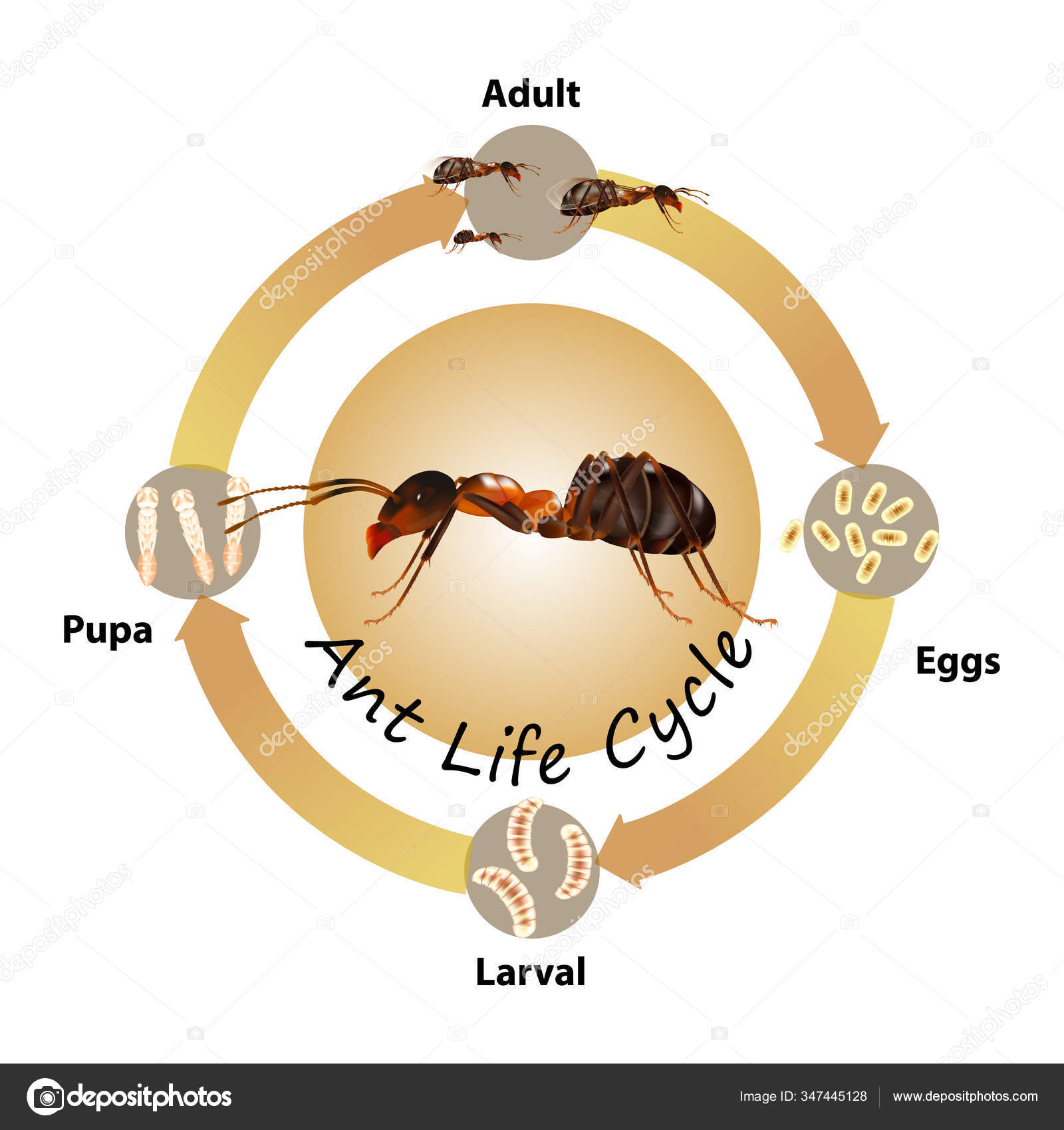 Ants Life Cycle Object Vector White Background Isolated Graphic Design ...